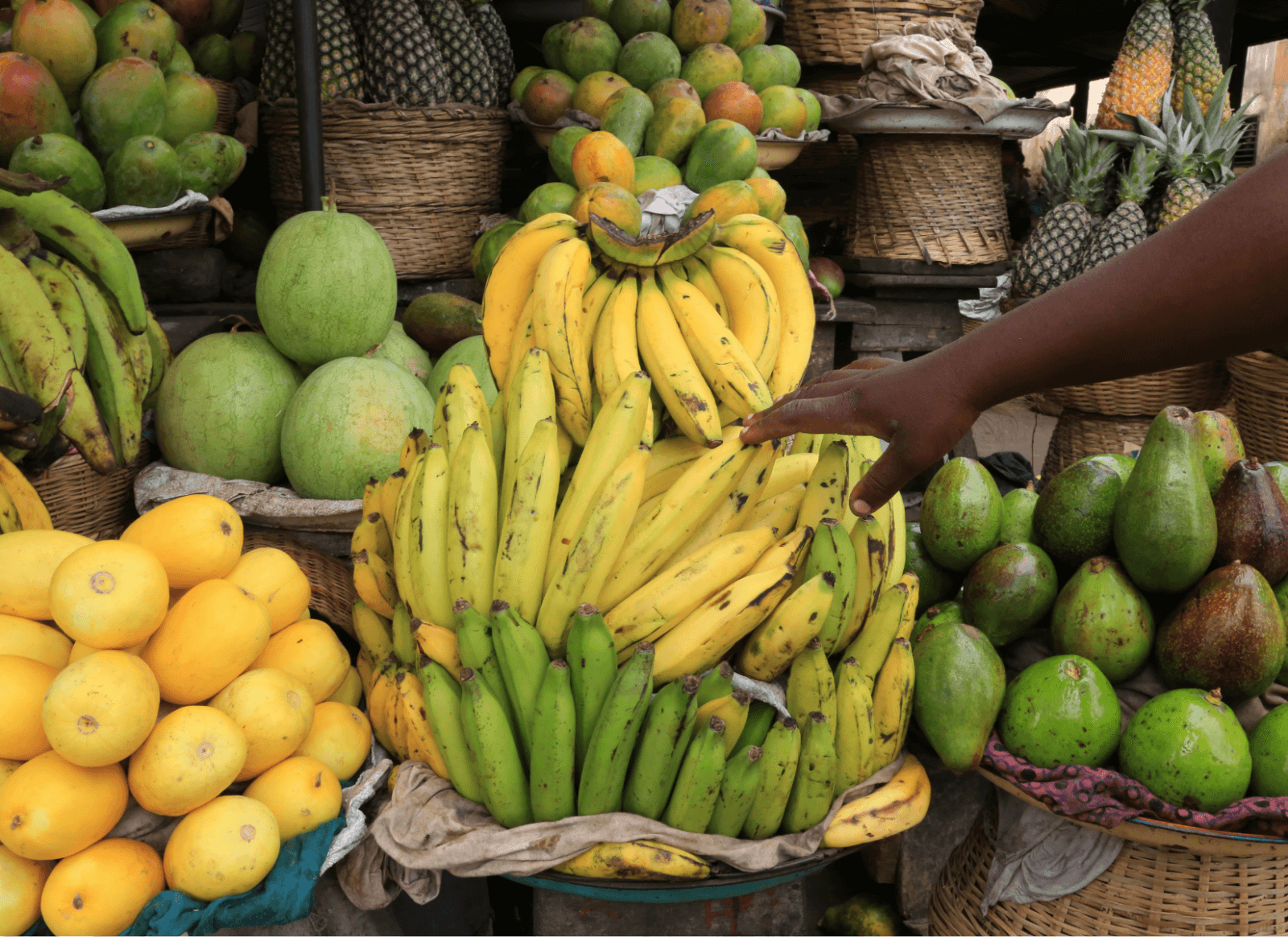 Unlocking agricultural potential in Zimbabwe - PUM
