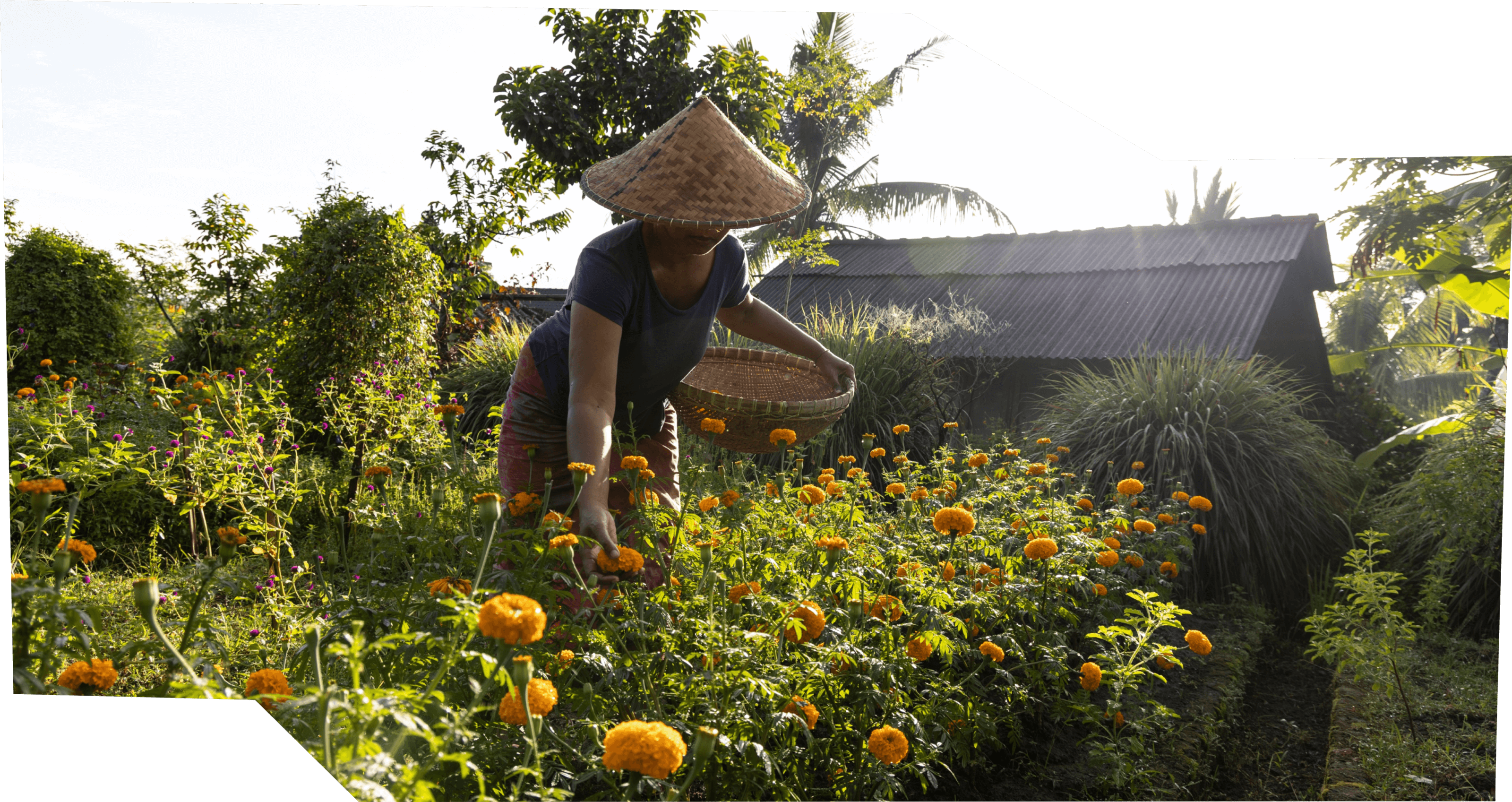 How Ni Made Roni's Made Tea empowers women and embraces sustainability ...
